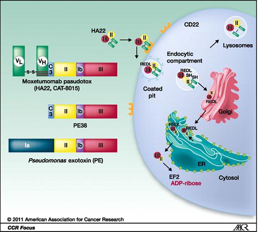 Antibody Fusion Proteins: Anti-CD22 Recombinant Immunotoxin Moxetumomab ...