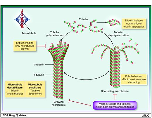 Eribulin Mesylate | Clinical Cancer Research | American Association for ...