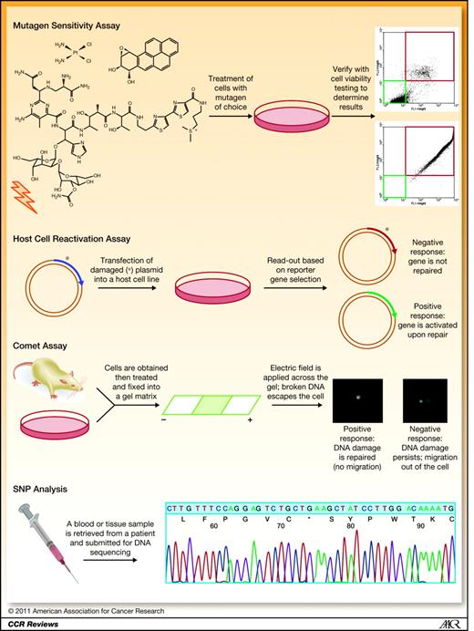 DNA Repair: From Genome Maintenance to Biomarker and Therapeutic Target ...