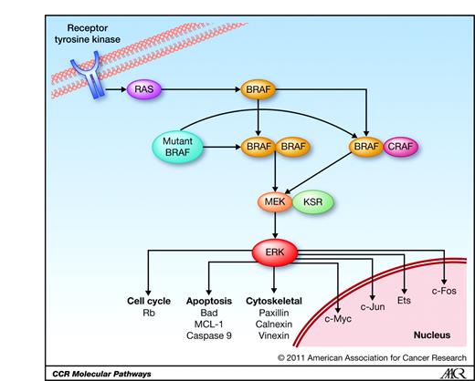 Role of BRAF in Thyroid Oncogenesis | Clinical Cancer Research ...