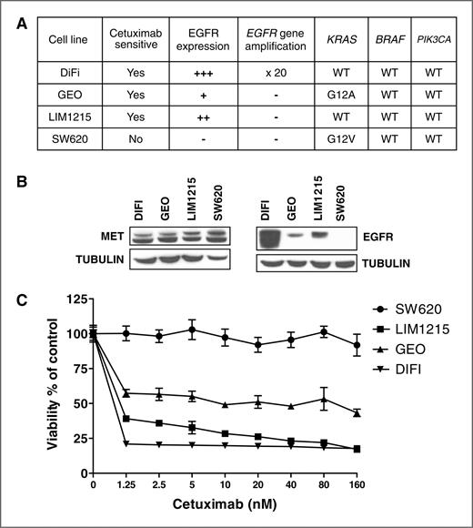 HGF Rescues Colorectal Cancer Cells from EGFR Inhibition via MET ...