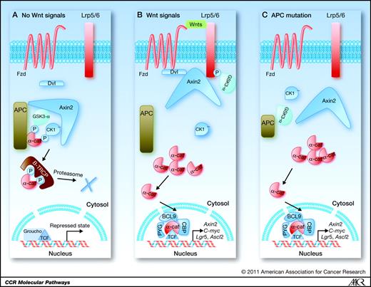 Targeting Wnt Signaling in Colon Cancer Stem Cells | Clinical Cancer ...