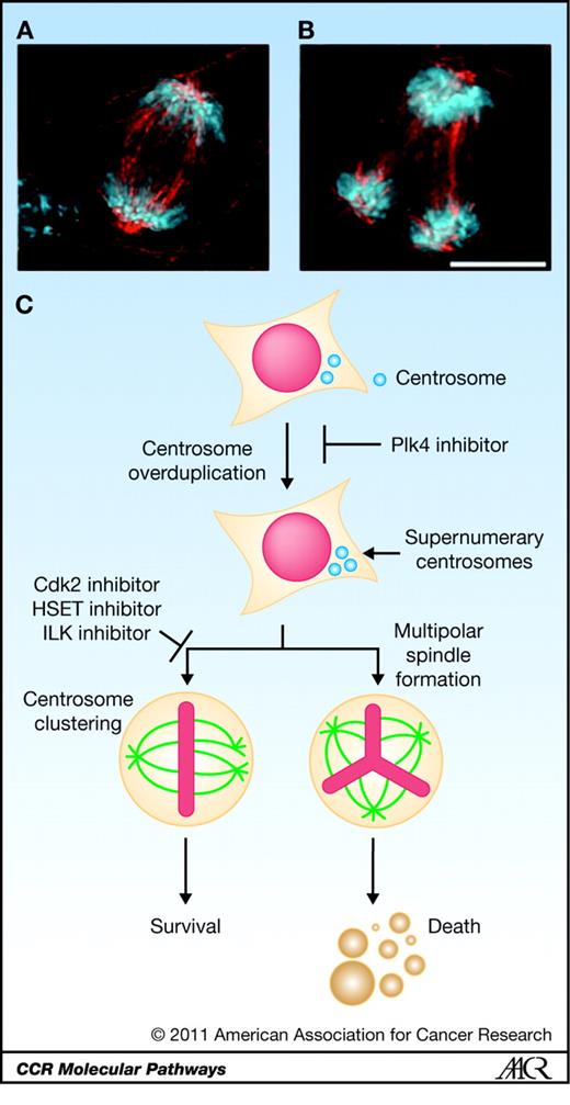 Anaphase Catastrophe Is a Target for Cancer Therapy | Clinical Cancer ...