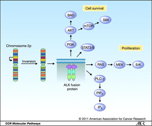 Targeting Anaplastic Lymphoma Kinase in Lung Cancer | Clinical Cancer ...