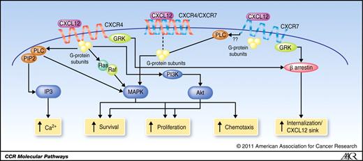 CXCL12 (SDF1α)-CXCR4/CXCR7 Pathway Inhibition: An Emerging Sensitizer ...