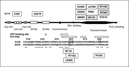 Role and Relevance of TrkB Mutations and Expression in Non–Small Cell ...
