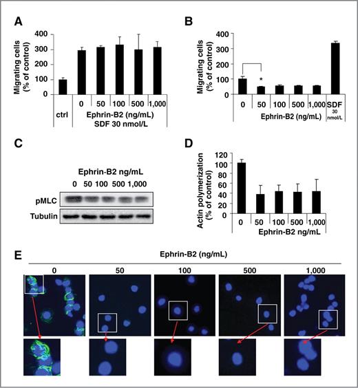 Eph-B2/Ephrin-B2 Interaction Plays a Major Role in the Adhesion and ...