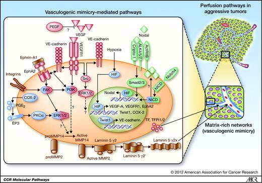 Molecular Pathways: Vasculogenic Mimicry in Tumor Cells: Diagnostic and ...