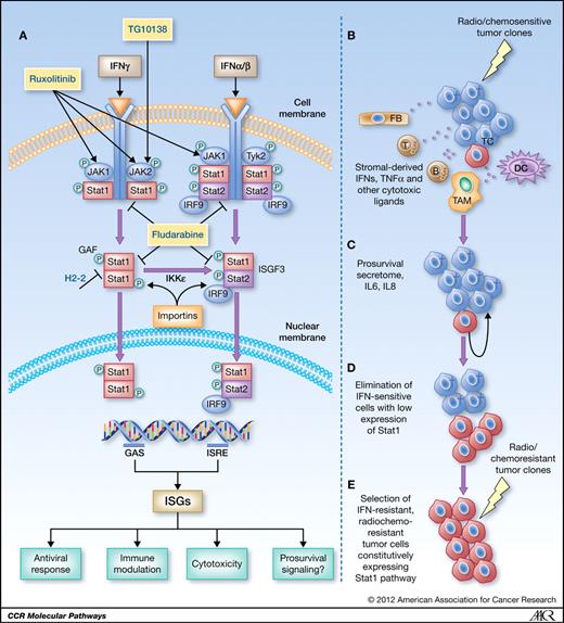 Molecular Pathways Interferon Stat1 Pathway Role In The Tumor