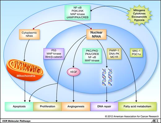 Molecular Pathways: The Role of NR4A Orphan Nuclear Receptors in Cancer ...