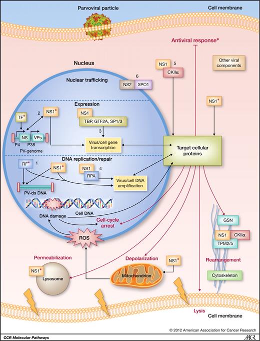 Molecular Pathways: Rodent Parvoviruses—Mechanisms of Oncolysis and ...