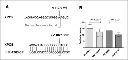 Impact of MiRSNPs on Survival and Progression in Patients with Multiple ...