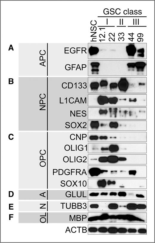 Differential Expression of 2′,3′-Cyclic-Nucleotide 3′-Phosphodiesterase ...