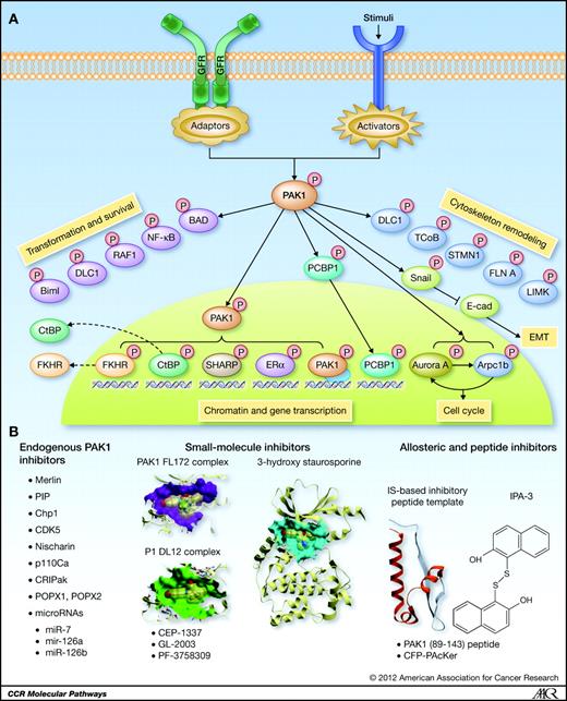Molecular Pathways: Targeting P21-Activated Kinase 1 Signaling in ...