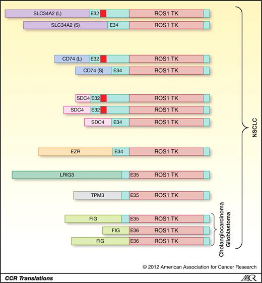 Zeroing in on ROS1 Rearrangements in Non–Small Cell Lung Cancer ...