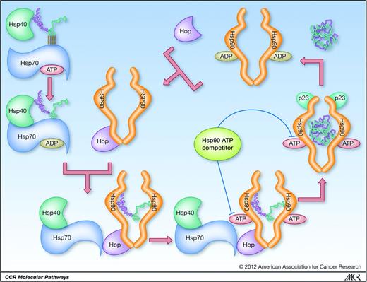 Molecular Pathways: Targeting Hsp90—Who Benefits and Who Does Not ...