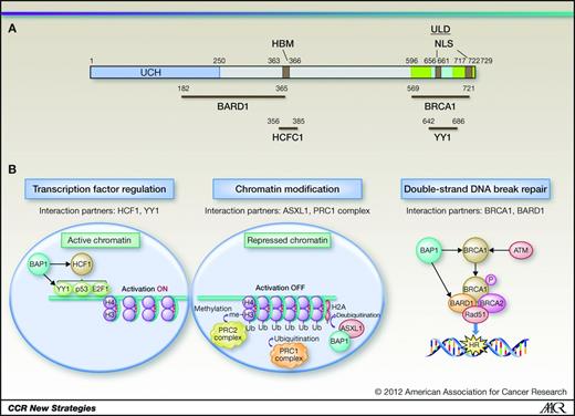 New Strategies in Pleural Mesothelioma: BAP1 and NF2 as Novel Targets ...