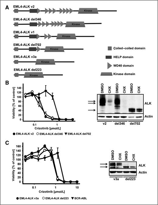 Differential Protein Stability and ALK Inhibitor Sensitivity of EML4 ...