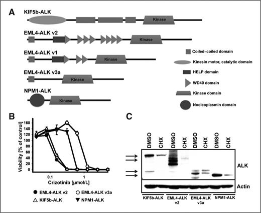 Differential Protein Stability and ALK Inhibitor Sensitivity of EML4 ...