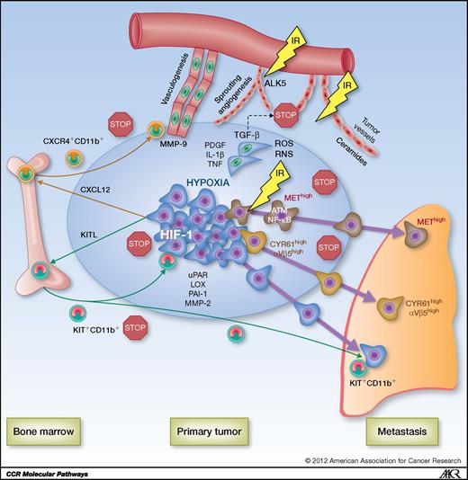Molecular Pathways: Emerging Pathways Mediating Growth, Invasion, and ...
