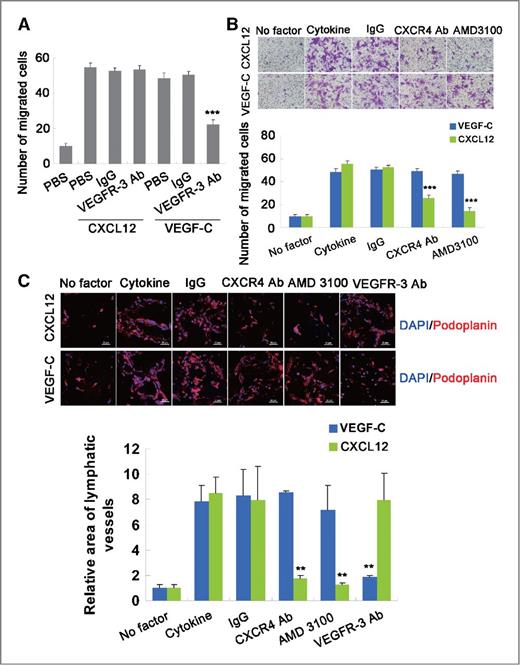 The CXCL12–CXCR4 Chemokine Pathway: A Novel Axis Regulates ...