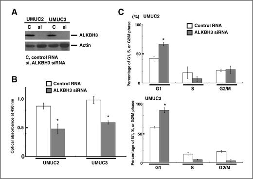 ALKBH3 Contributes to Survival and Angiogenesis of Human Urothelial ...