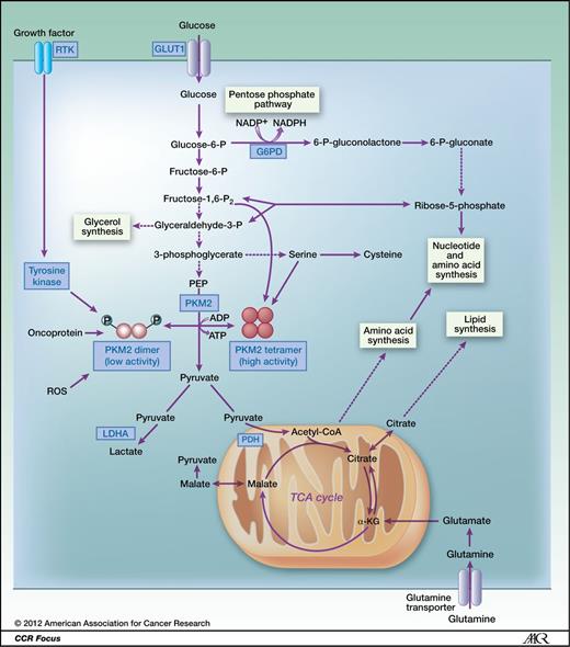 Pyruvate Kinase M2: Multiple Faces for Conferring Benefits on Cancer ...