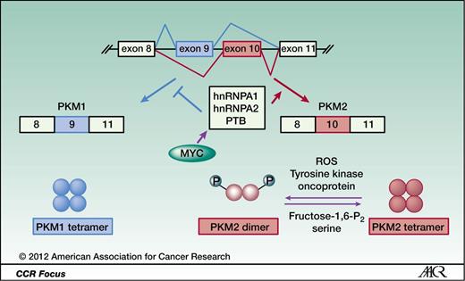 Pyruvate Kinase M2: Multiple Faces for Conferring Benefits on Cancer ...