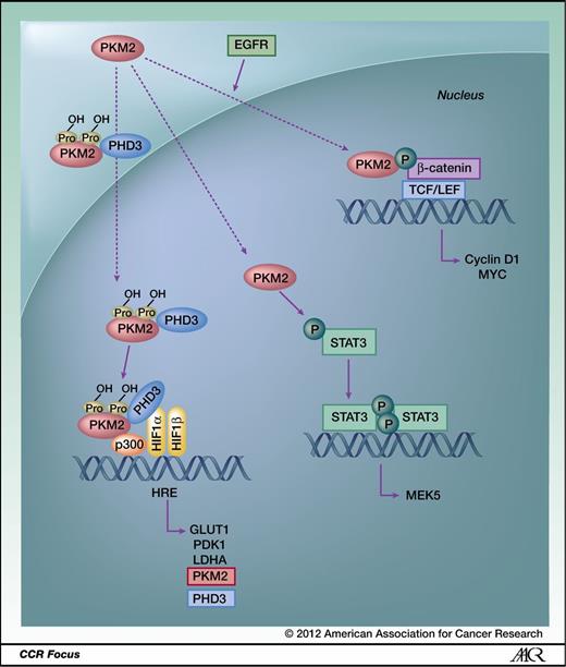 Pyruvate Kinase M2: Multiple Faces for Conferring Benefits on Cancer ...