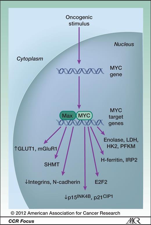 c-Myc and Cancer Metabolism | Clinical Cancer Research | American ...