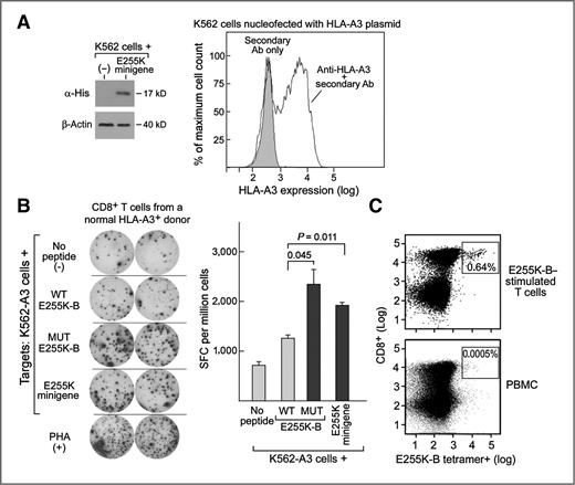 Mutated BCR-ABL Generates Immunogenic T-cell Epitopes in CML Patients ...