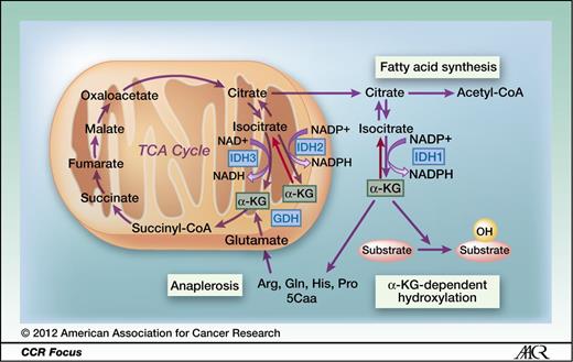 IDH1 and IDH2 Mutations in Tumorigenesis: Mechanistic Insights and Clinical Perspectives ...