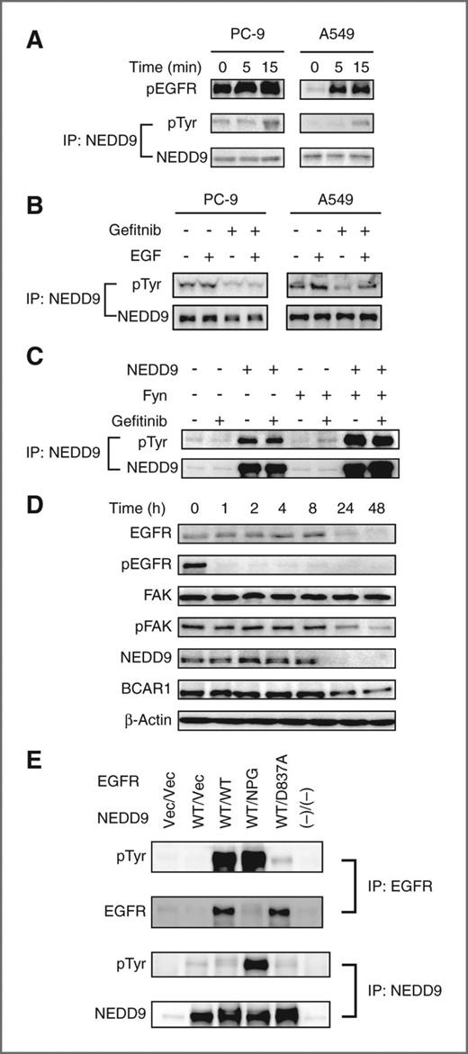 Impact of the Integrin Signaling Adaptor Protein NEDD9 on Prognosis and ...