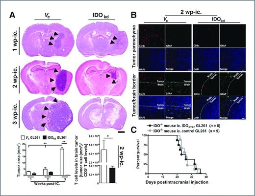 IDO Expression in Brain Tumors Increases the Recruitment of Regulatory ...