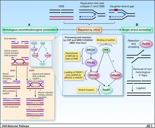 Molecular Pathways: Understanding the Role of Rad52 in Homologous ...