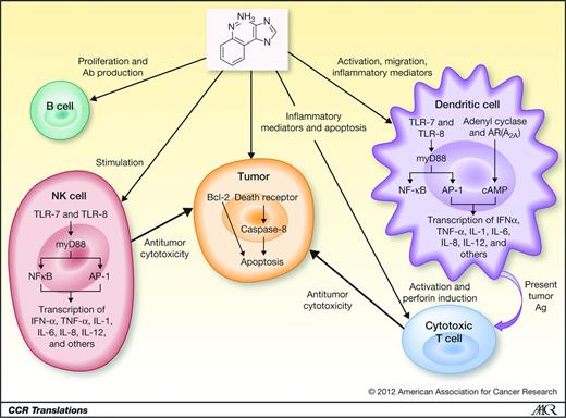 Breast Cancer Treatment with Imiquimod: Applying an Old Lotion to a New ...