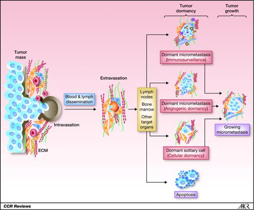 Cancer Dormancy: A Model of Early Dissemination and Late Cancer ...