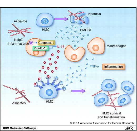 Molecular Pathways: Targeting Mechanisms of Asbestos and Erionite ...