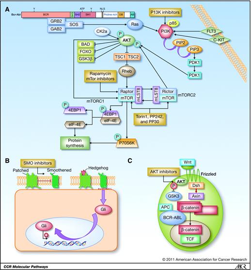 Molecular Pathways: BCR-ABL | Clinical Cancer Research | American ...