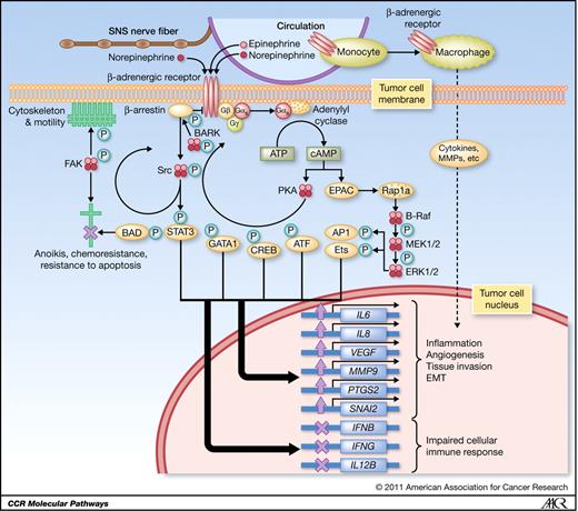 Molecular Pathways: Beta-Adrenergic Signaling in Cancer | Clinical ...
