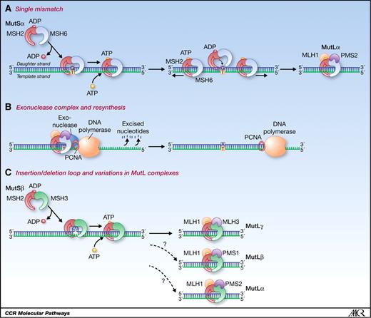 Molecular Pathways: Microsatellite Instability in Colorectal Cancer ...