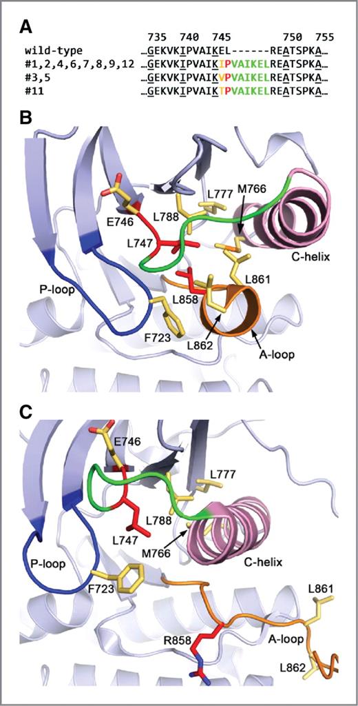 EGFR Exon 19 Insertions: A New Family of Sensitizing EGFR Mutations in ...