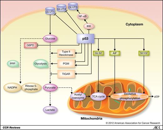 The Fundamental Role of the p53 Pathway in Tumor Metabolism and Its ...