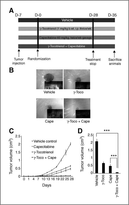 First Evidence That γ-Tocotrienol Inhibits the Growth of Human Gastric ...