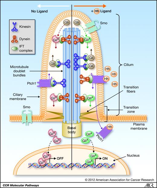 Molecular Pathways: The Role of Primary Cilia in Cancer Progression and ...