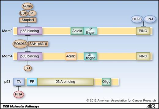 Molecular Pathways: Targeting Mdm2 and Mdm4 in Cancer Therapy ...