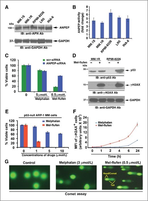 In Vitro and In Vivo Antitumor Activity of a Novel Alkylating Agent ...