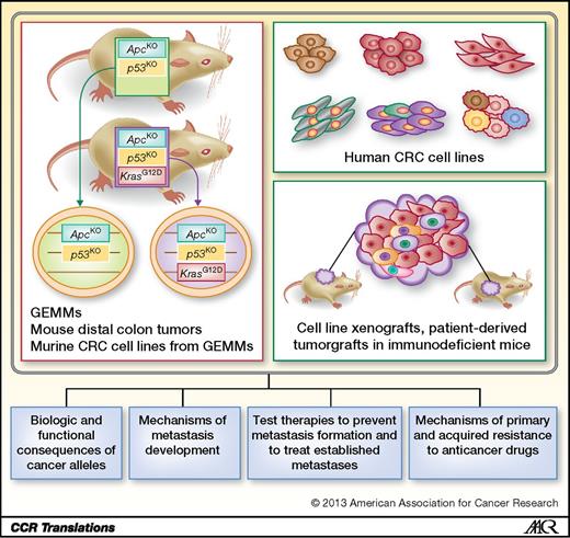 Mouse Models of Kras-Mutant Colorectal Cancer: Valuable GEMMs for Drug ...