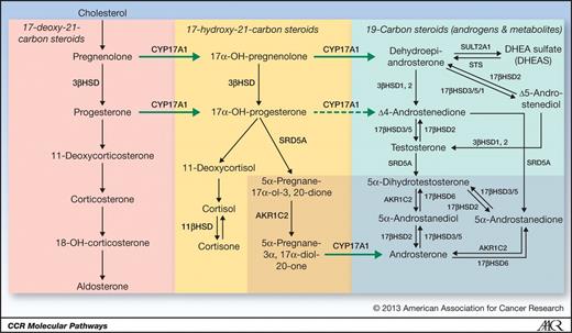 Molecular Pathways: Inhibiting Steroid Biosynthesis in Prostate Cancer ...