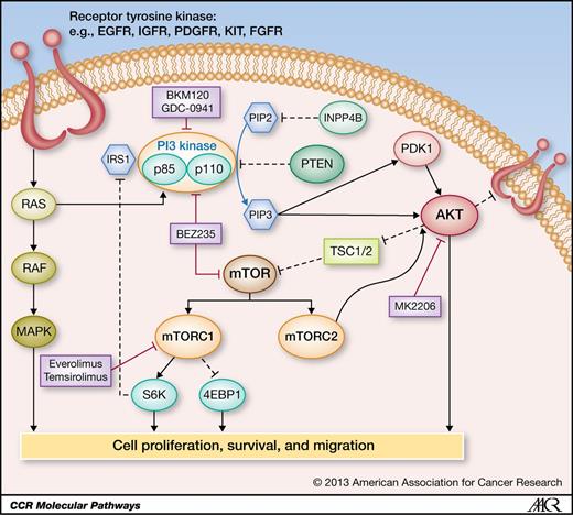 Molecular Pathways: PI3K Pathway Targets in Triple-Negative Breast ...